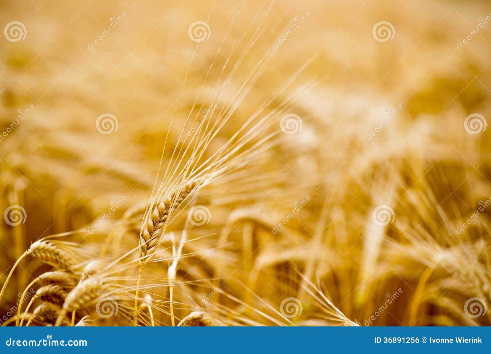Ripe grain in the fields stock photo. Image of amazing - 36891256