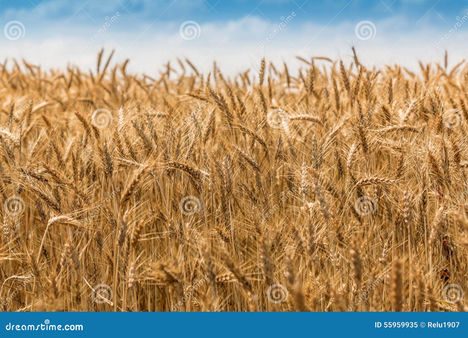 Ripe grain stock image. Image of concept, farmland, corn - 55959935