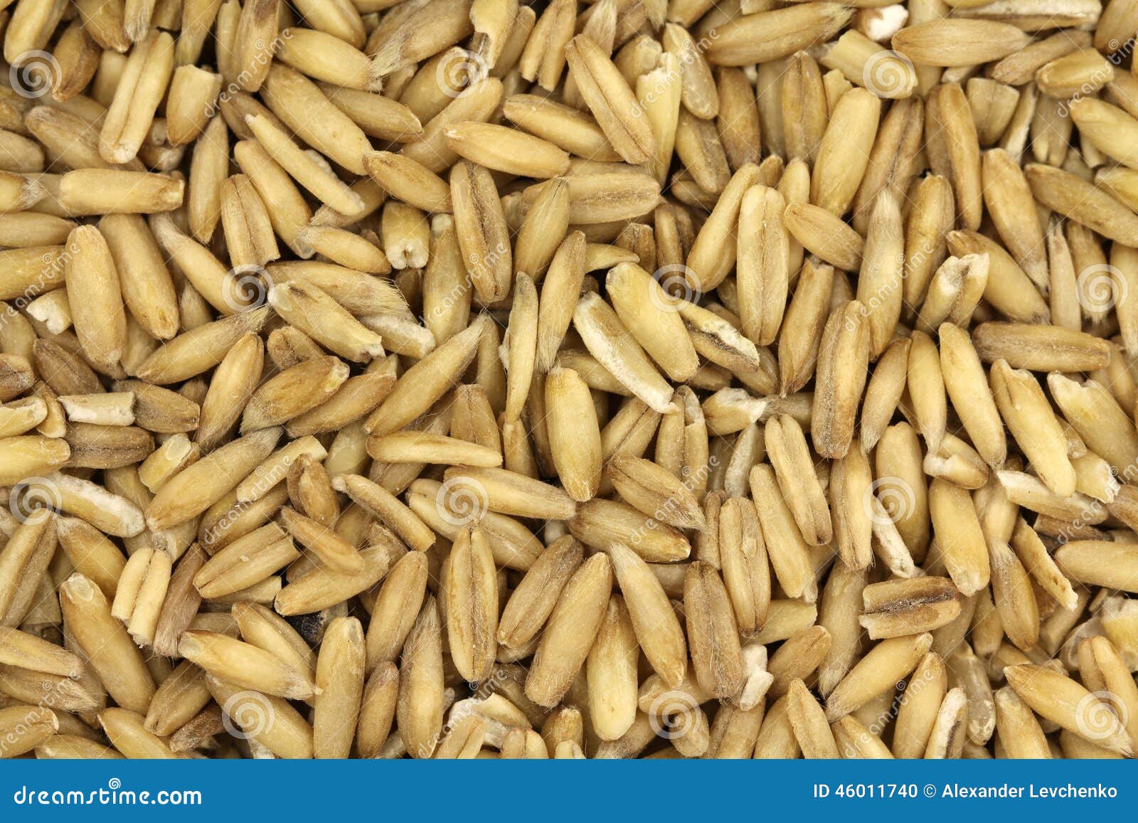 Ripe grain oats background stock photo. Image of porridge - 46011740