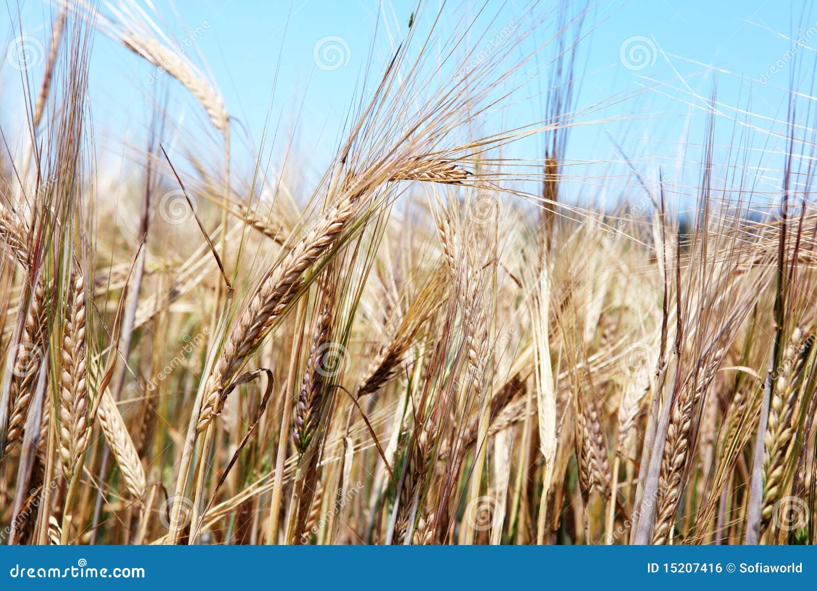 Ripe Grain Ready For Harvest Stock Photo - Image of bread, landscape ...