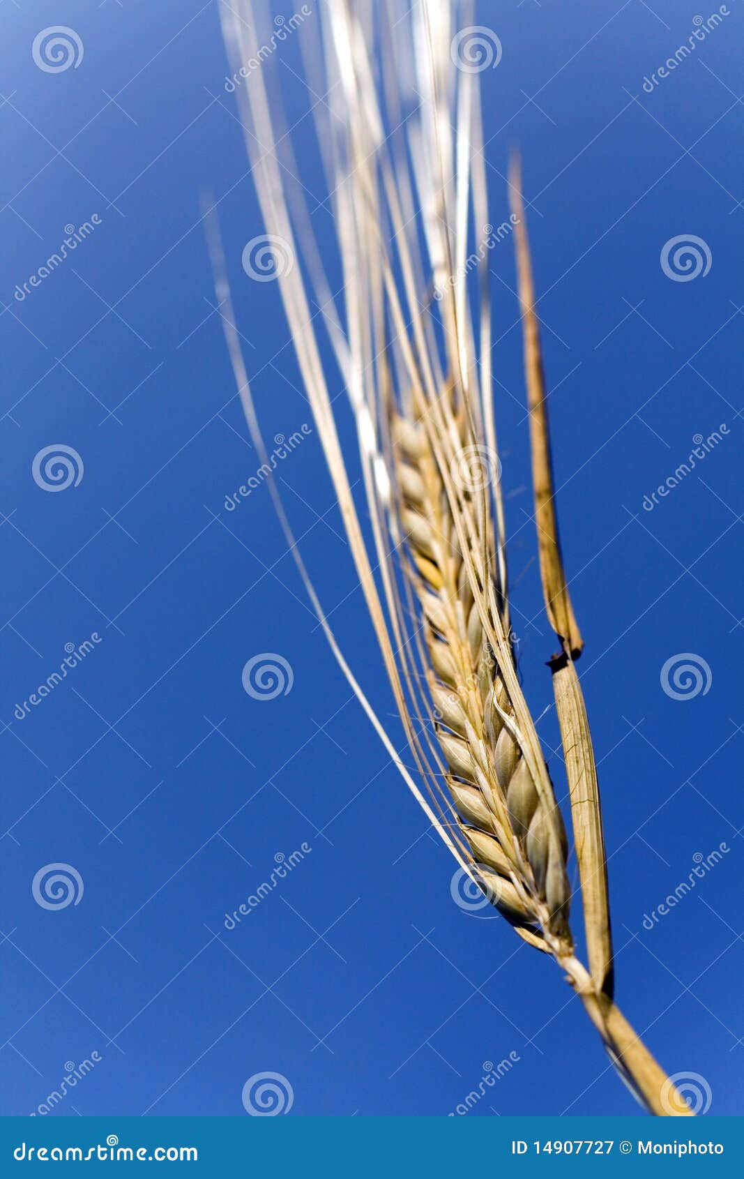 Ripe Grain Ready for Harvest Growing in a Fa Stock Image - Image of ...