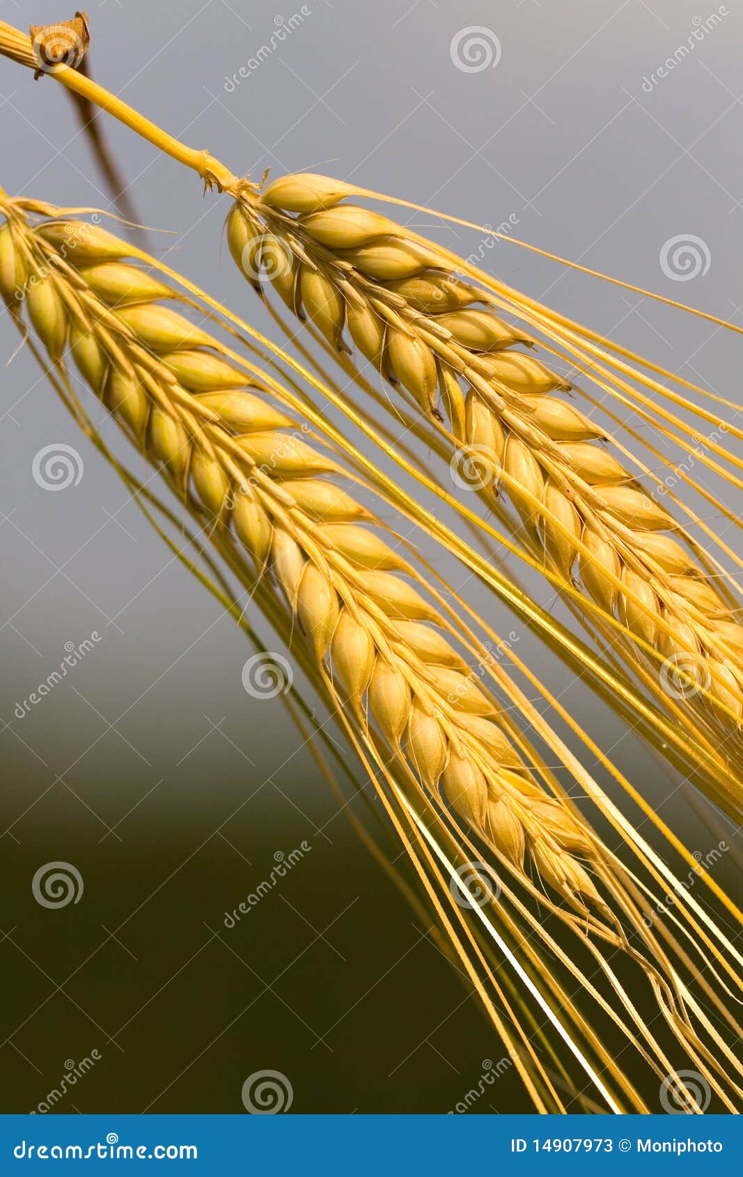 Ripe Grain Ready for Harvest Growing in a Fa Stock Image - Image of ...
