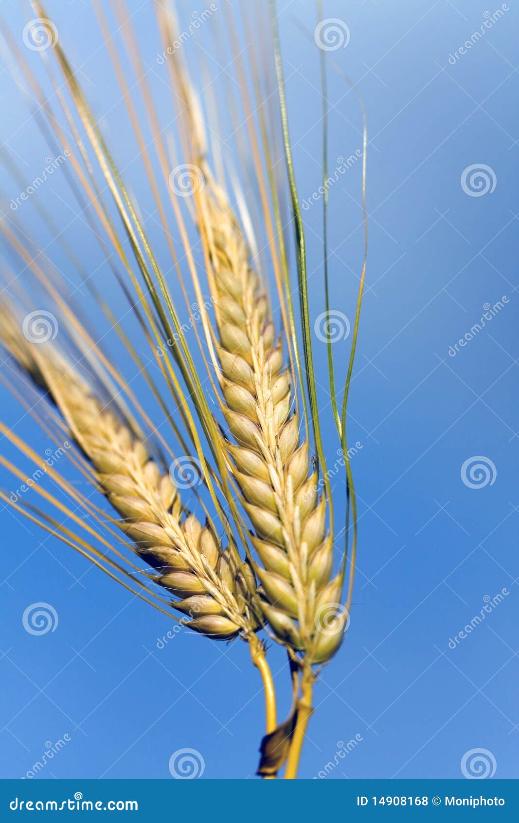 Ripe Grain Ready for Harvest Growing in a Fa Stock Photo - Image of ...
