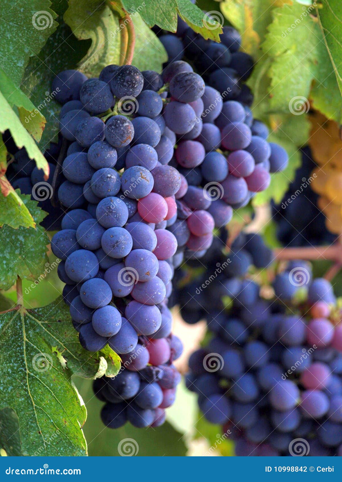 Ripe grape stock photo. Image of vine, winemaking, blue - 10998842