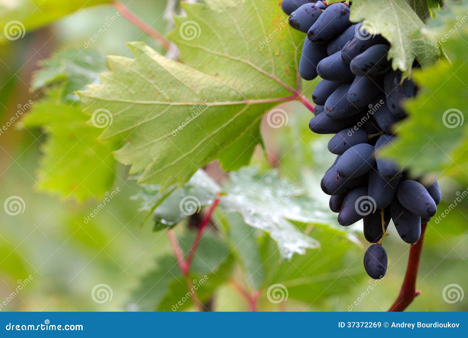 Ripe grape stock image. Image of food, light, leaf, healthy - 37372269