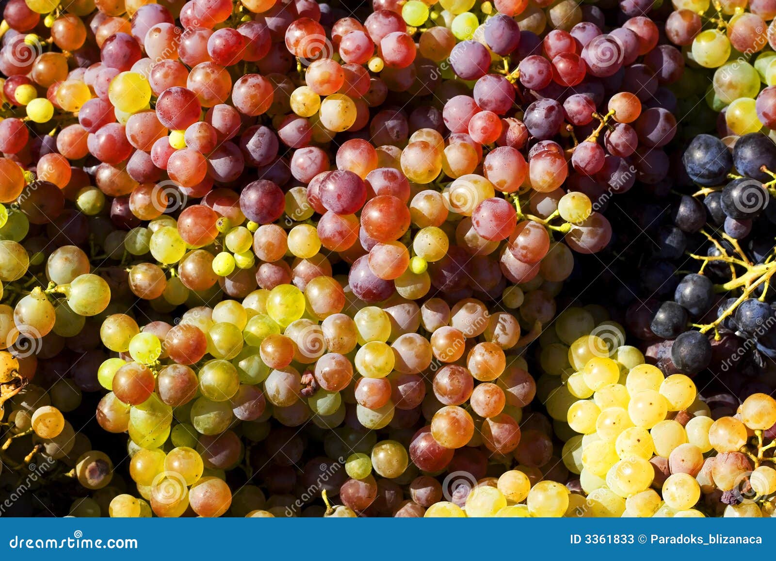 Ripe grape in bucket stock image. Image of fruit, fall - 3361833