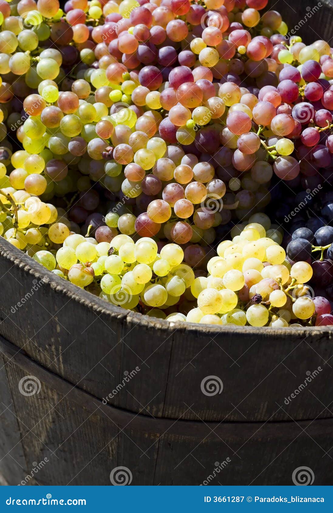 Ripe grape in bucket stock image. Image of fall, grape - 3661287