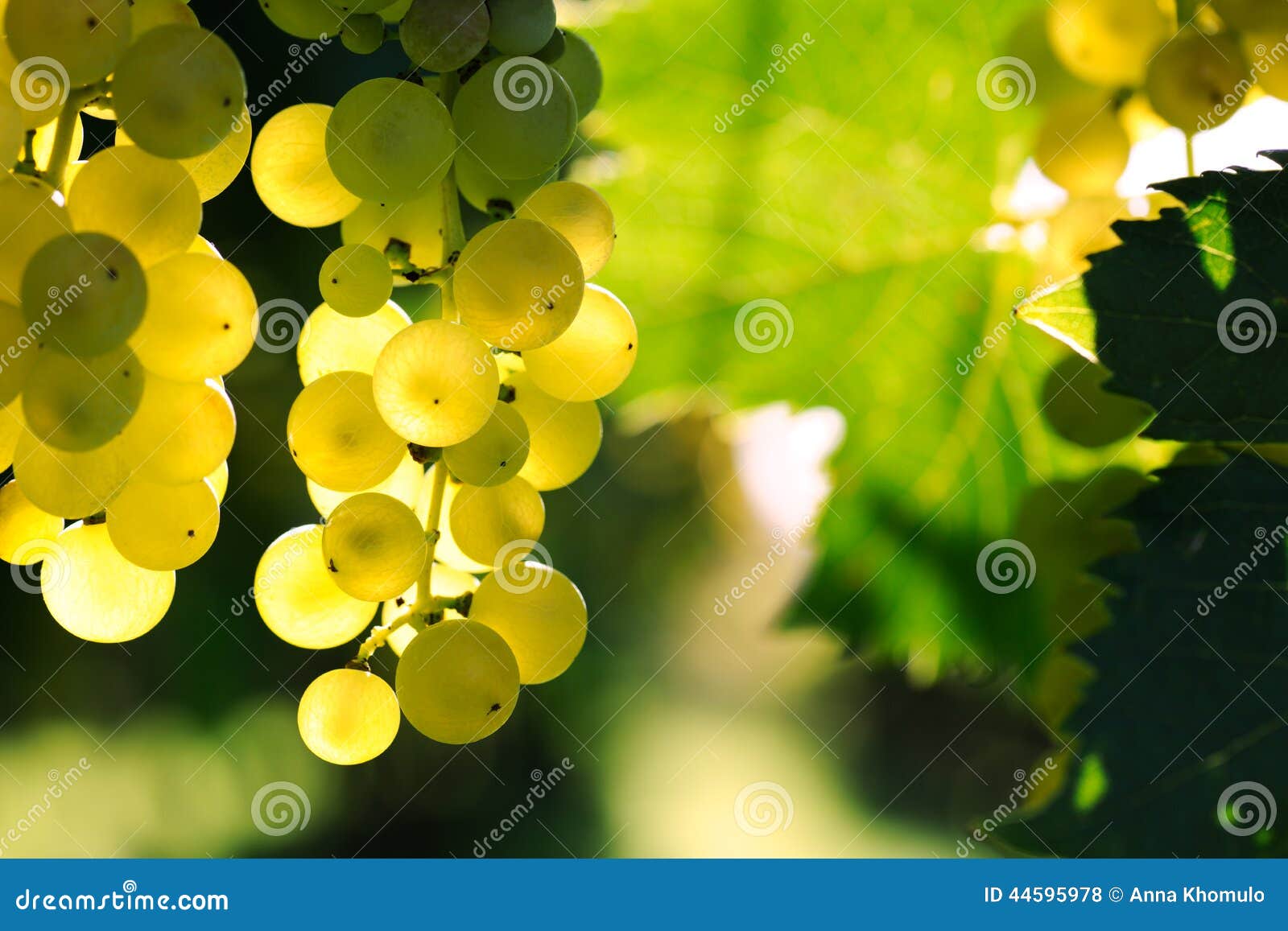 Ripe grape stock photo. Image of ripe, farm, plant, rural - 44595978