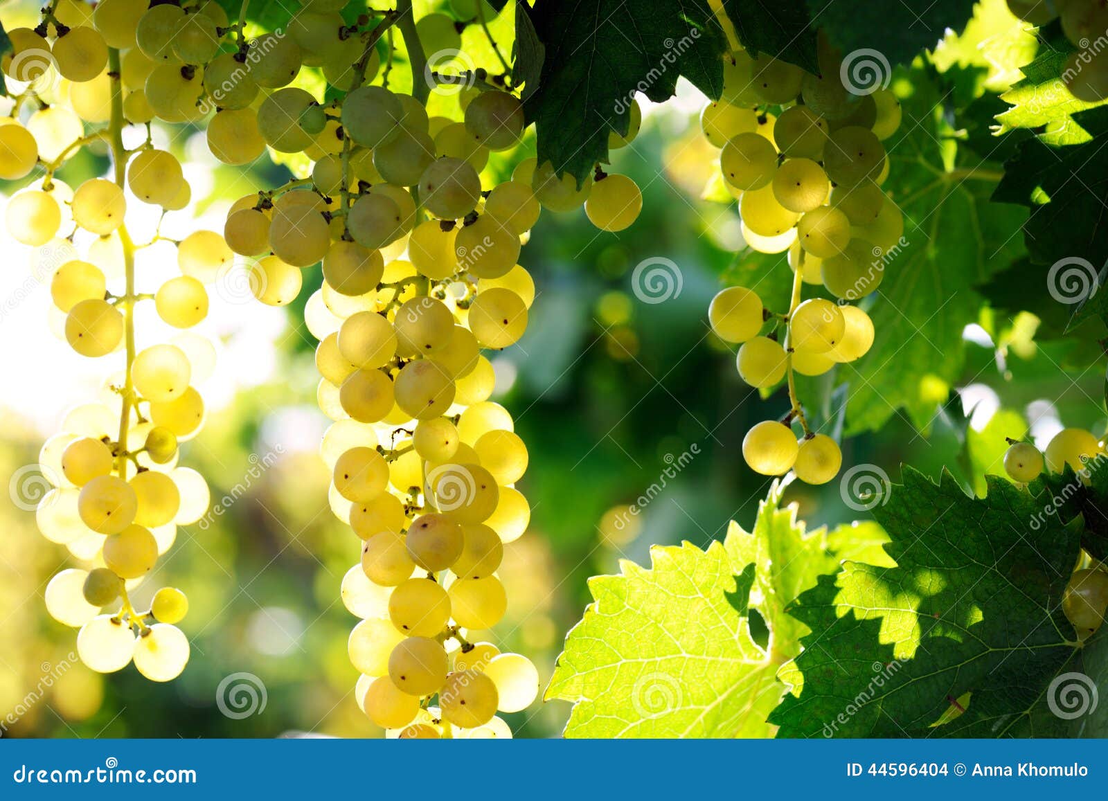 Ripe grape stock photo. Image of bunch, fruit, agriculture - 44596404