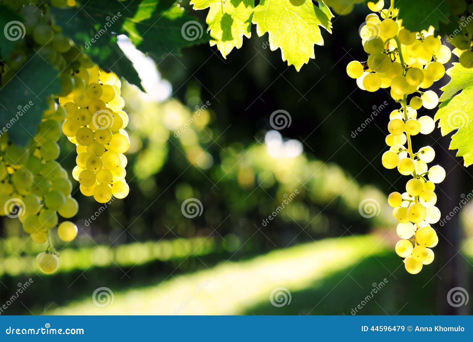 Ripe grape stock image. Image of grape, wine, growth - 44596479