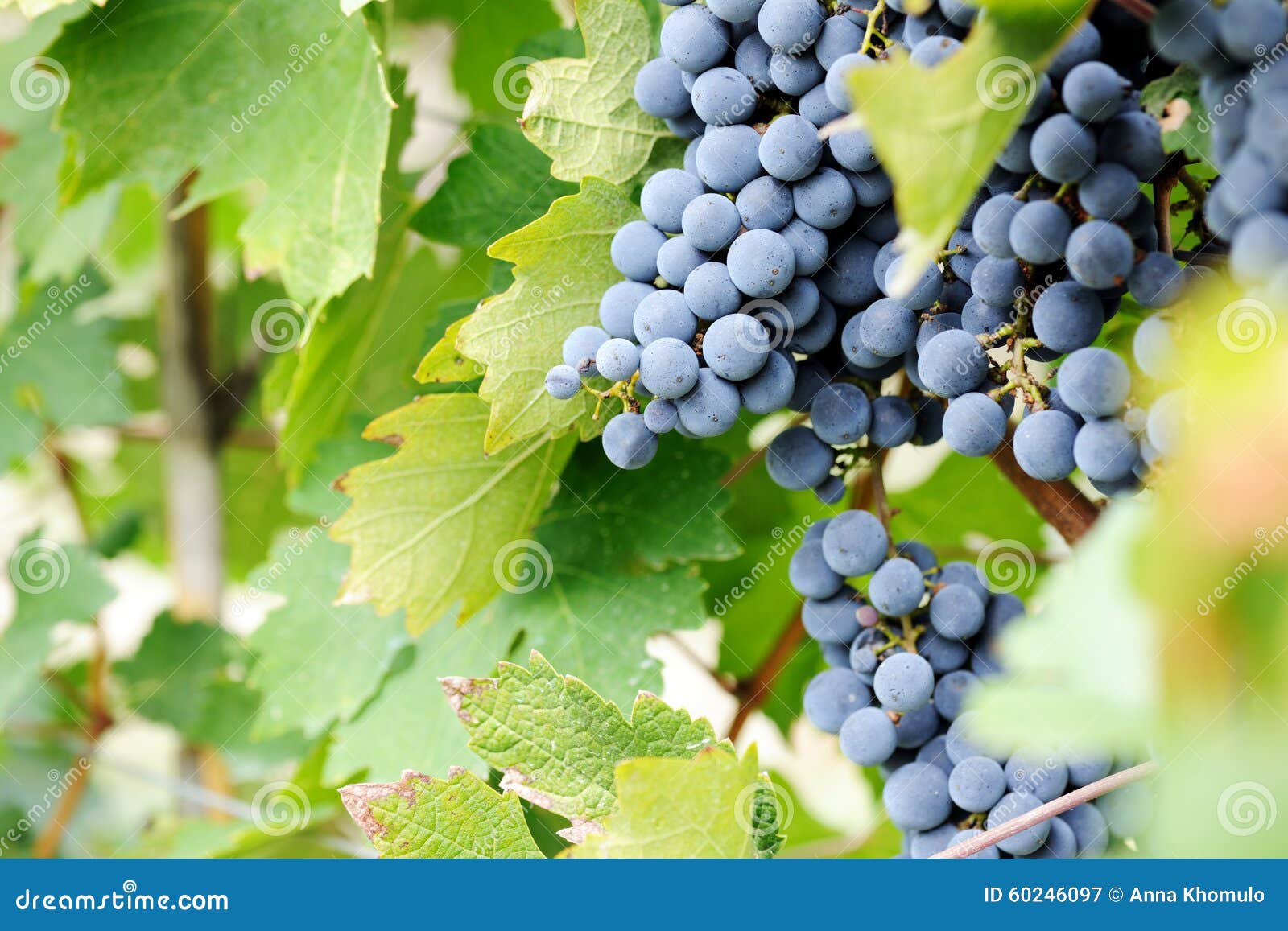Ripe grape stock image. Image of vineyard, agriculture - 60246097