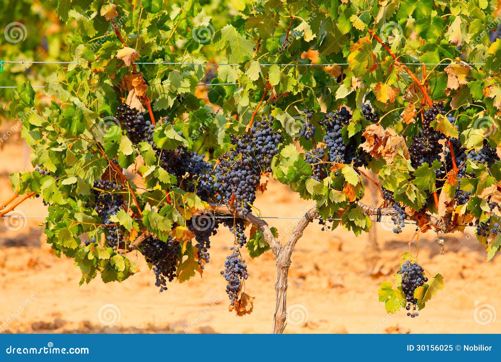 Grape stock image. Image of fresh, autumn, macro, grape - 30156025