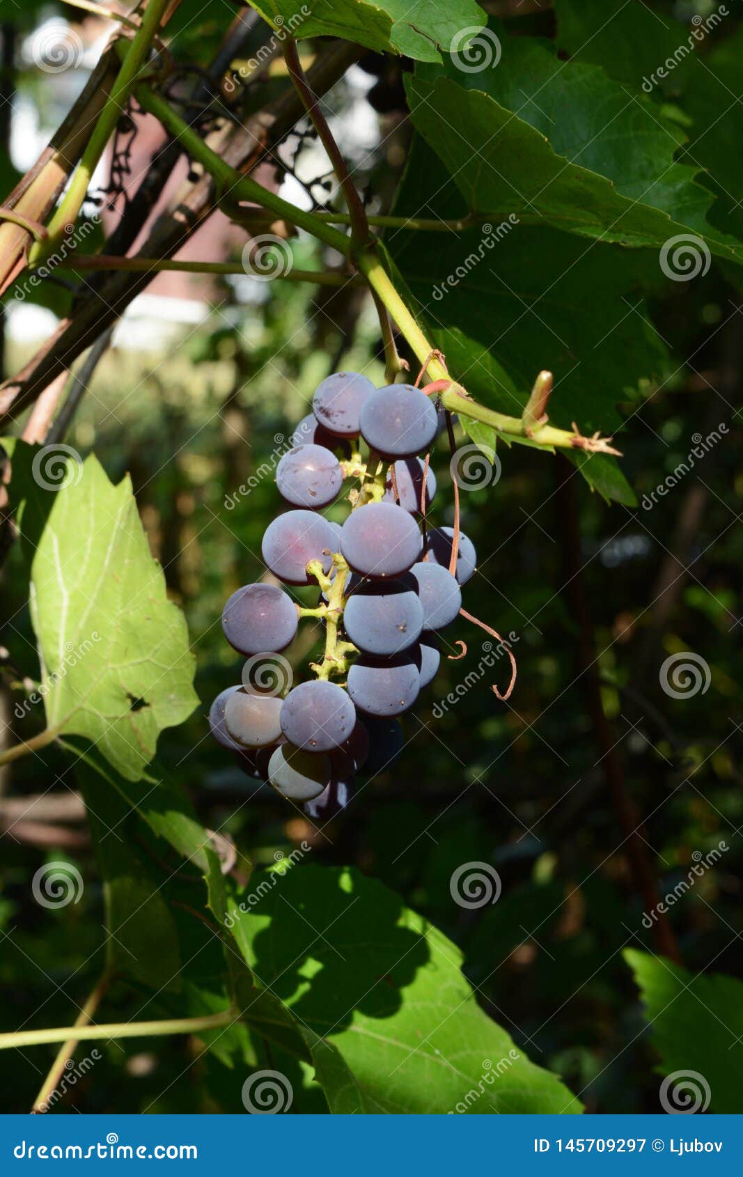 Ripe Grape in the Garden, Closeup. Vitis Labrusca Stock Image - Image ...