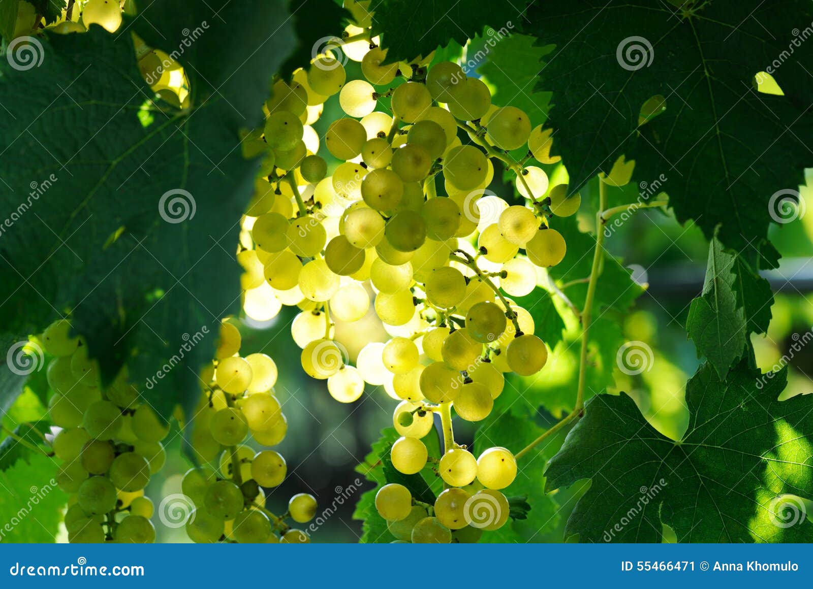 Ripe grape stock image. Image of harvest, grapes, landscape - 55466471