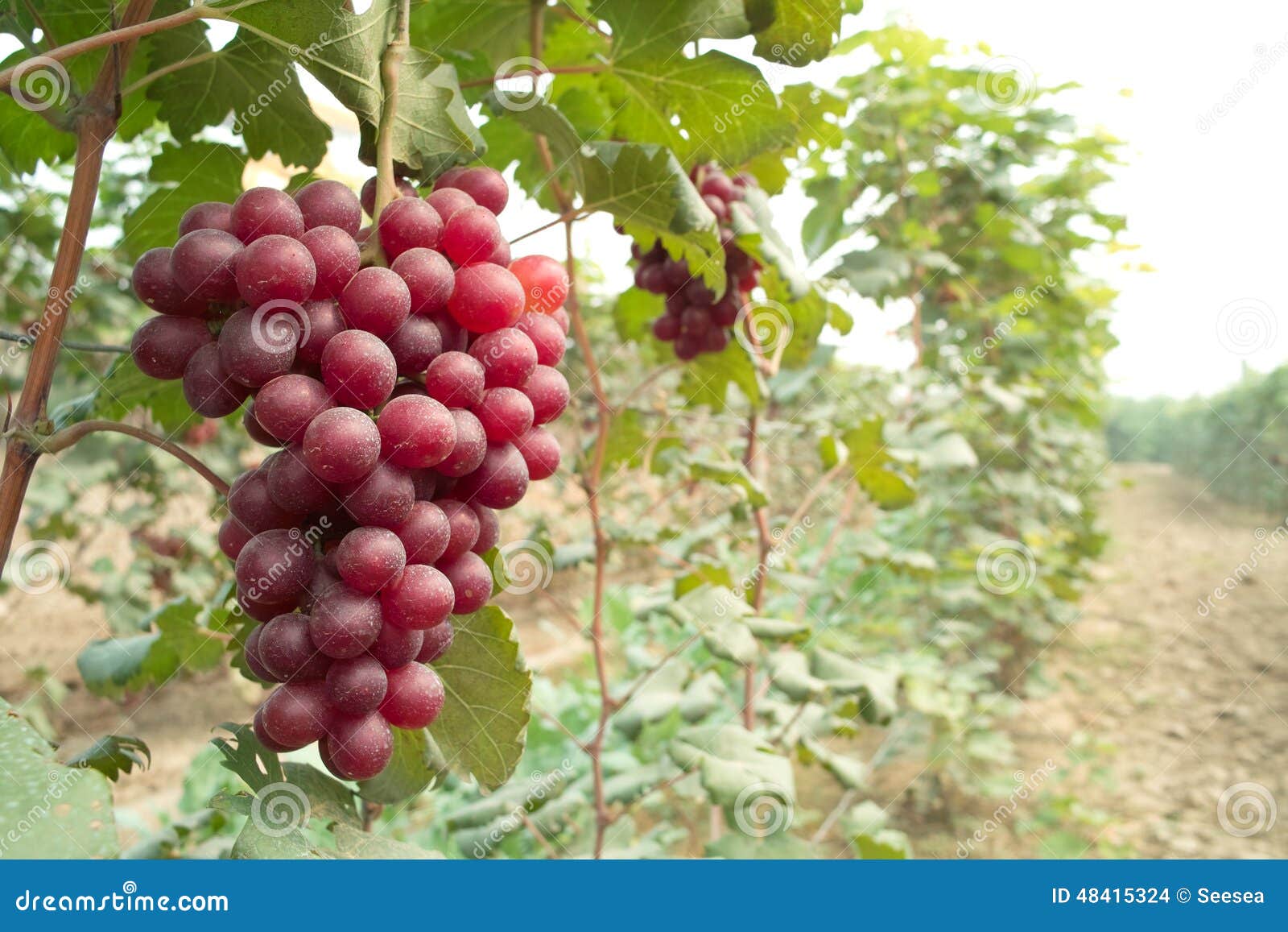 Ripe grape stock photo. Image of harvesting, colors, foliage - 48415324
