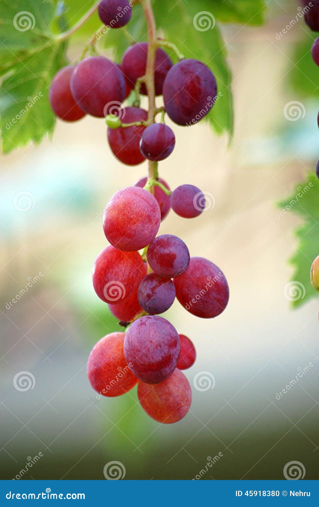 Ripe grape stock photo. Image of bunch, horizontal, vineyard - 45918380