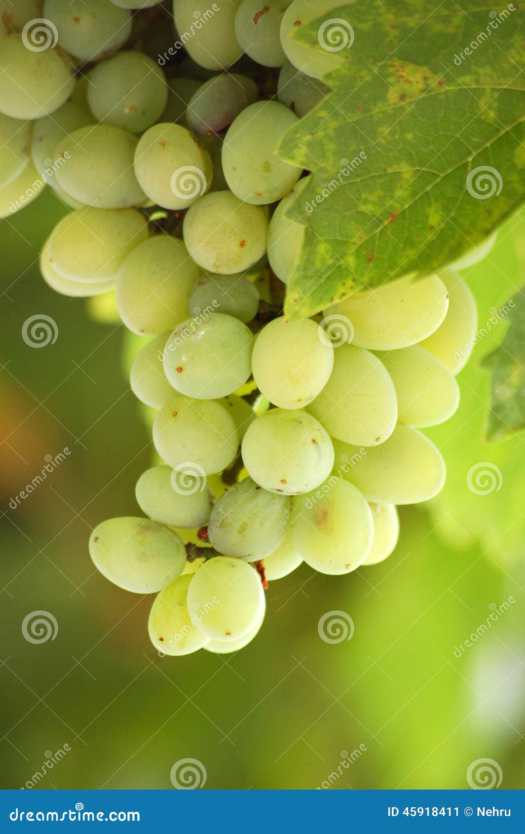 Ripe grape stock image. Image of groth, horizontal, pear - 45918411
