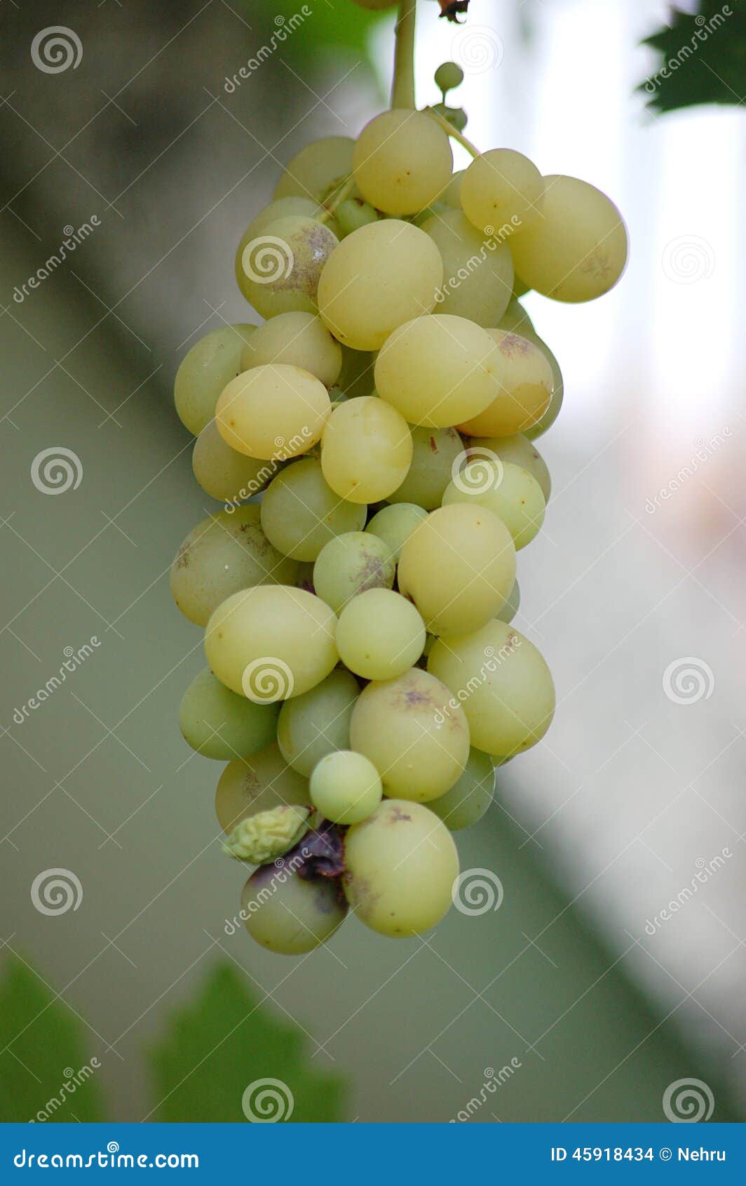 Ripe grape stock photo. Image of plant, farm, leaf, food - 45918434