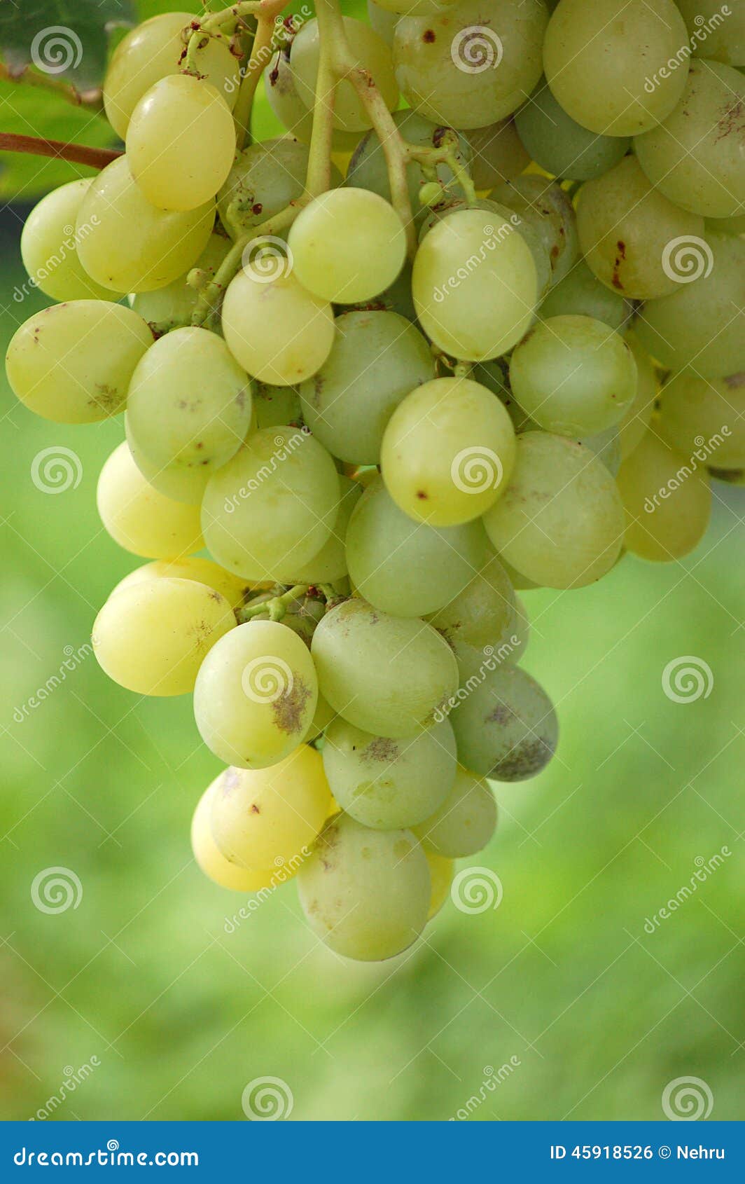 Ripe grape stock photo. Image of rare, agriculture, vineyard - 45918526