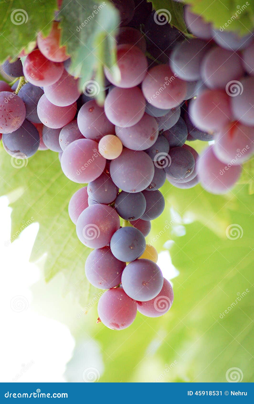 Ripe grape stock image. Image of macro, farm, fruit, green - 45918531