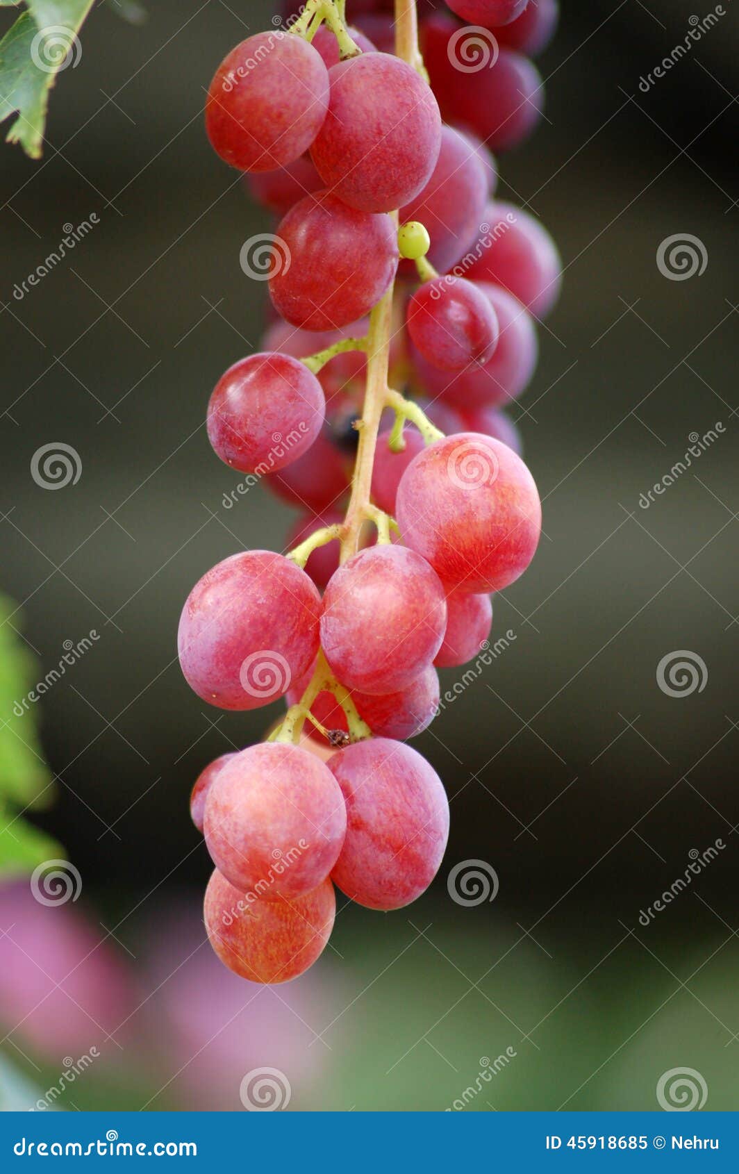 Ripe grape stock image. Image of close, rural, leaf, green - 45918685