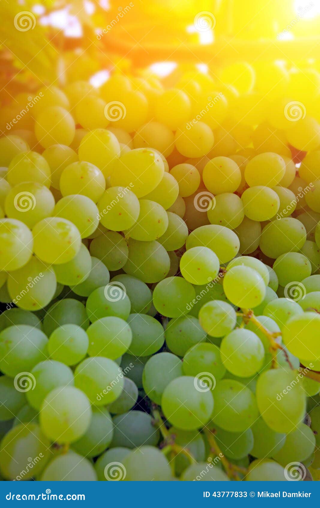Ripe Grape Ready for Harvest Stock Image - Image of harvest, fruit ...