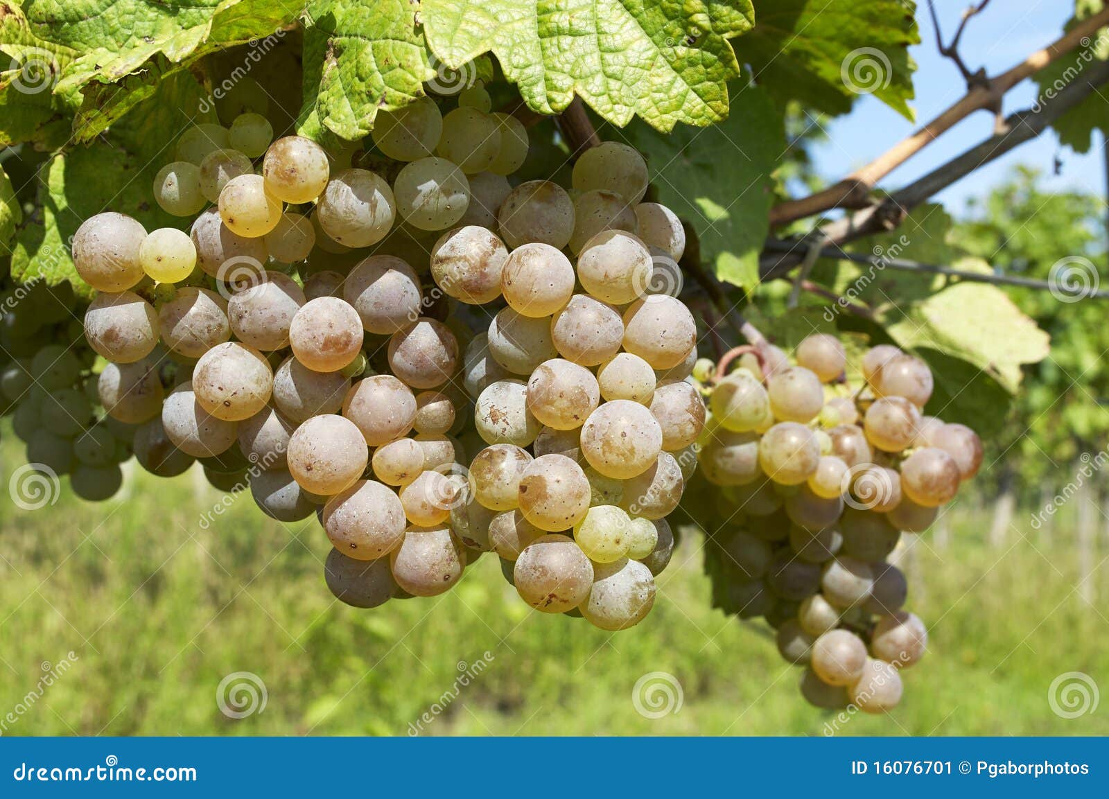 Ripe grape in sunshine stock image. Image of grapes, leaf - 16076701