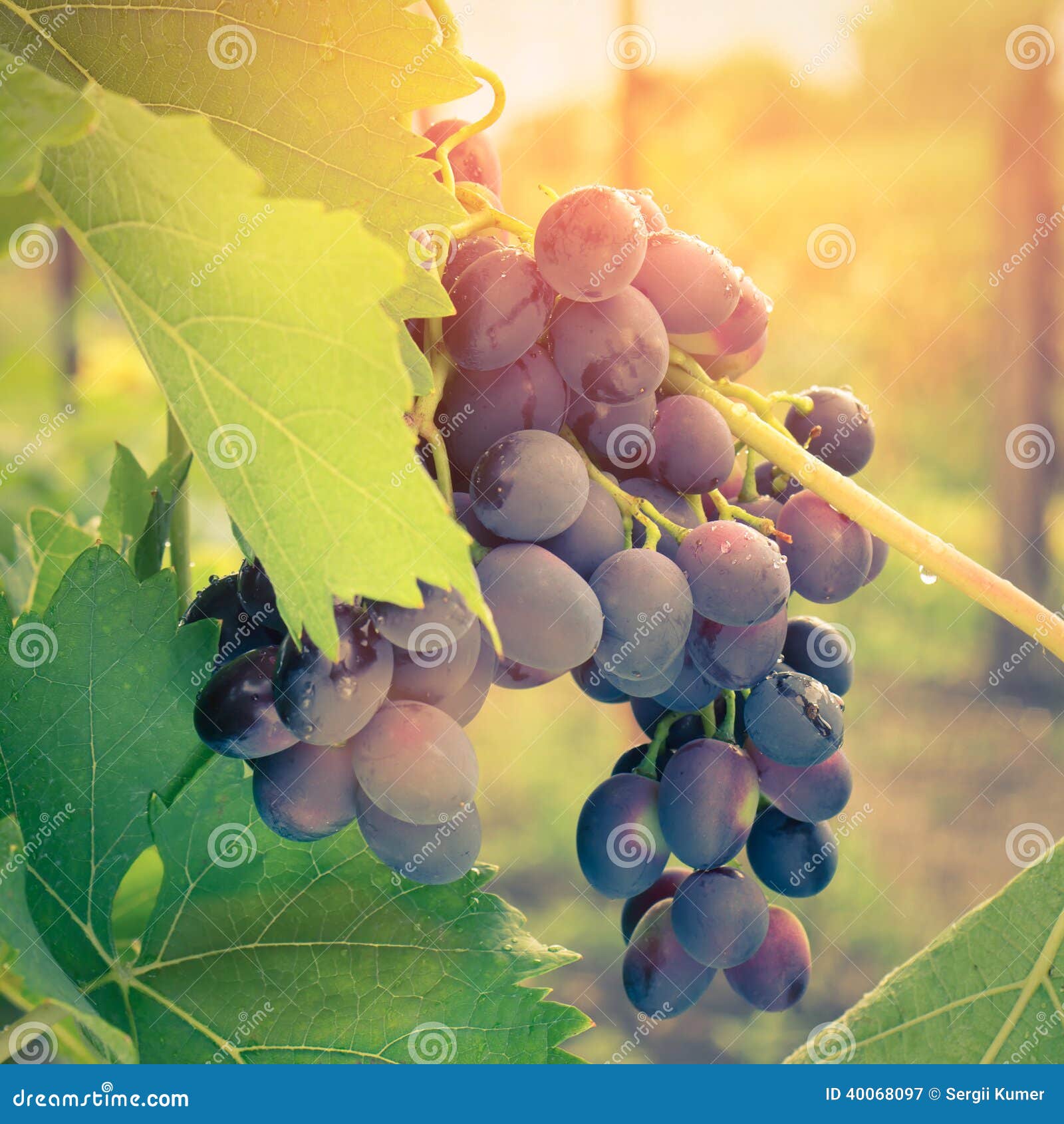 Ripe Grape on Vine in Sunrise Light Stock Image - Image of food, farm ...