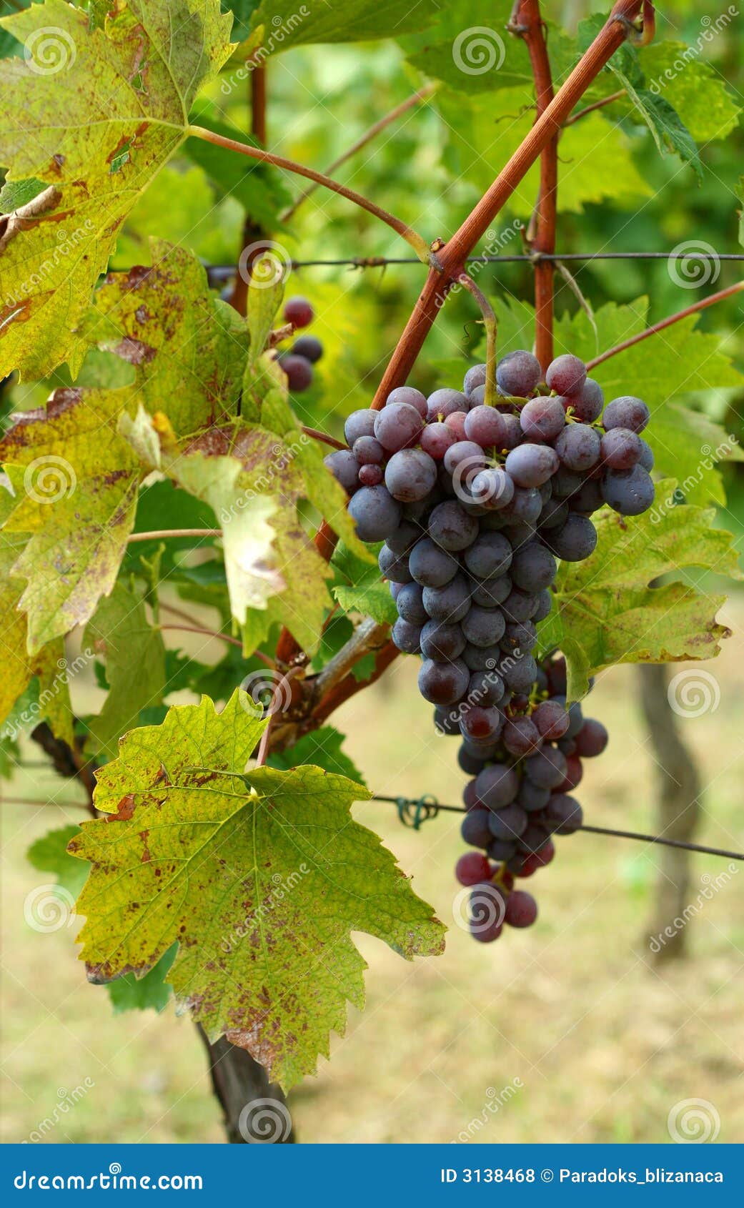 Ripe grape in vineyard stock photo. Image of vintage, grape - 3138468