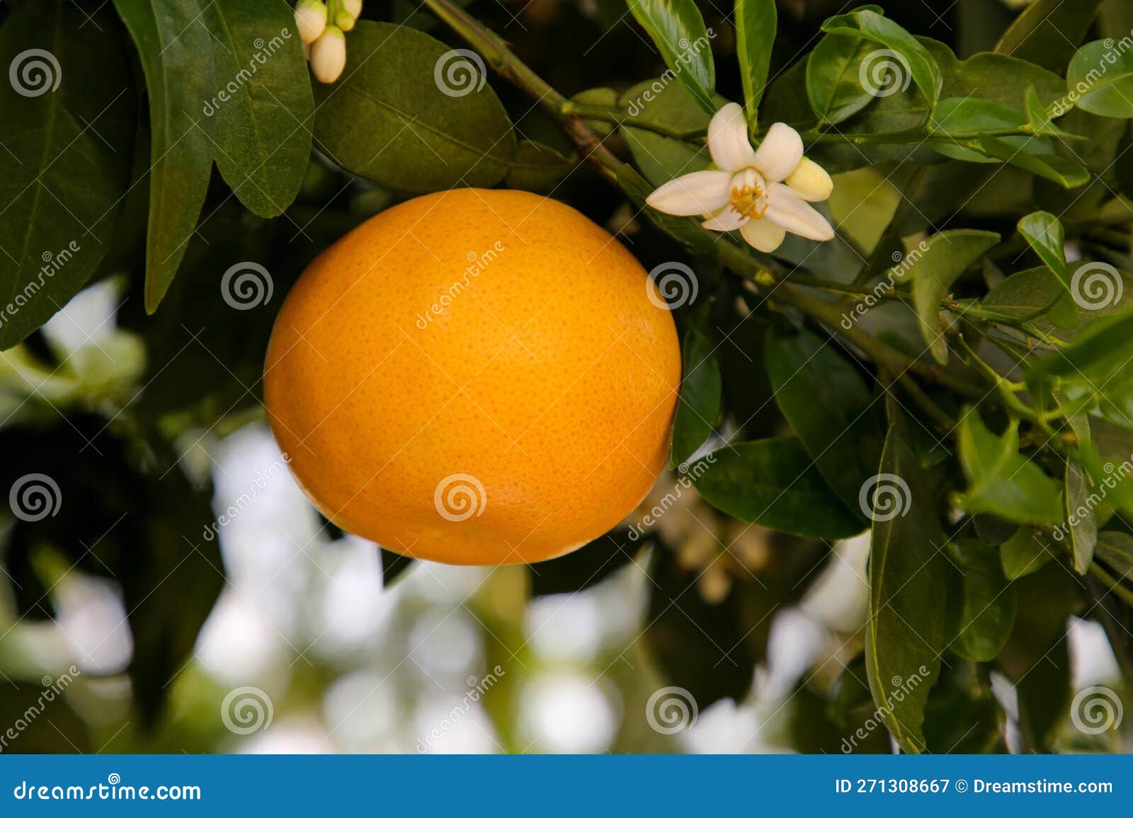 Ripe Grapefruit and Flowers Growing on Tree Outdoors Stock Image ...