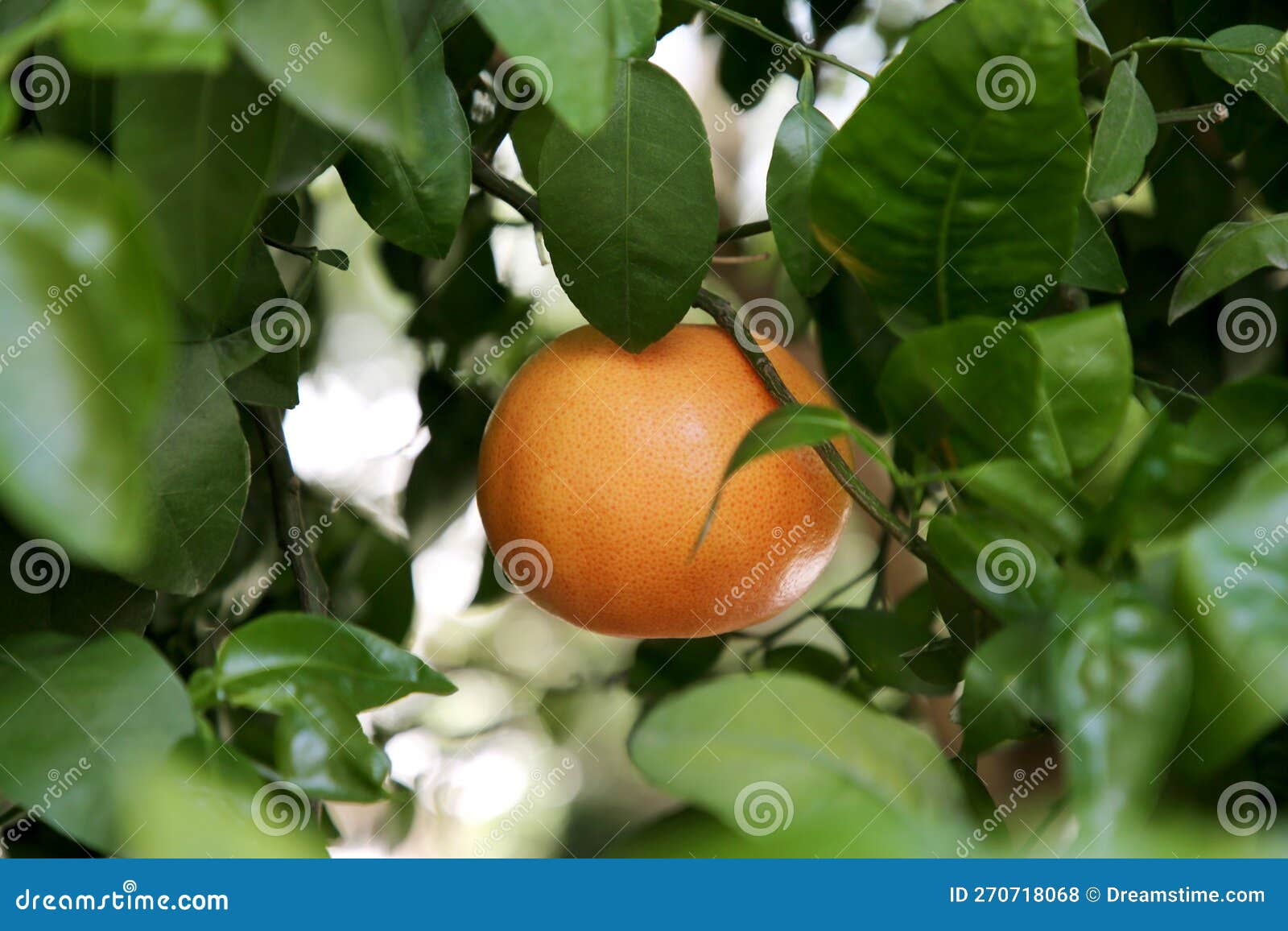 Ripe Grapefruit Growing on Tree in Garden Stock Photo - Image of meal ...