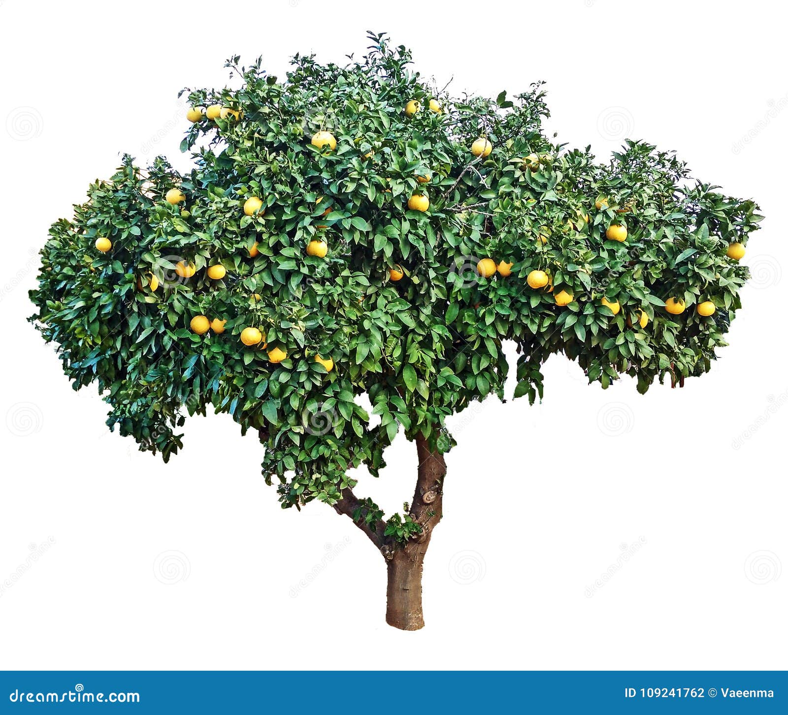 Ripe grapefruits on tree stock photo. Image of closeup - 109241762