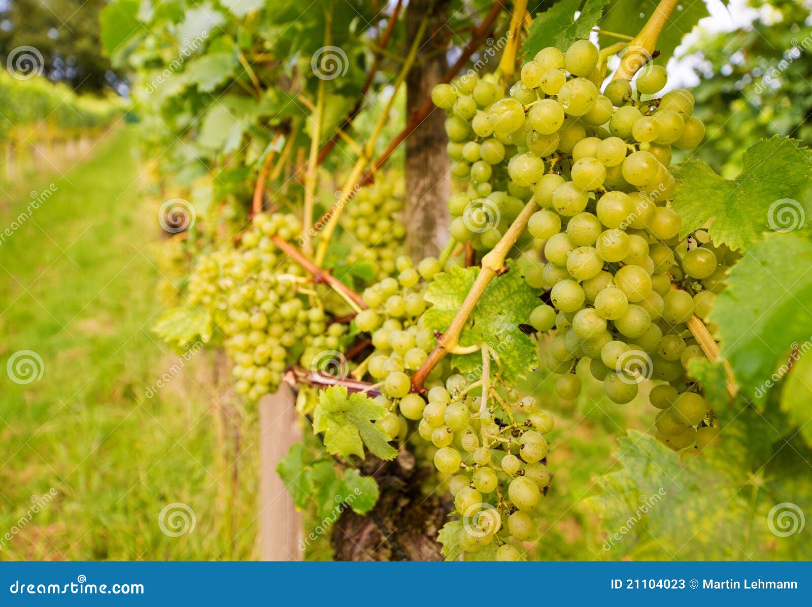 Ripe grapes stock image. Image of sunny, grapes, fresh - 21104023