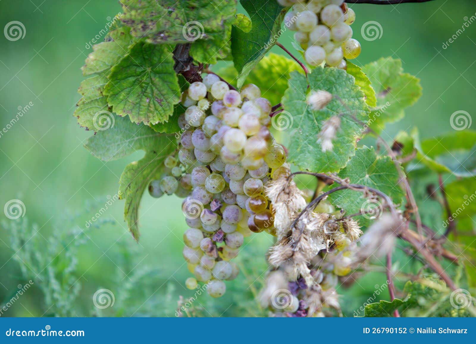 Ripe Grapes stock photo. Image of bright, countryside - 26790152
