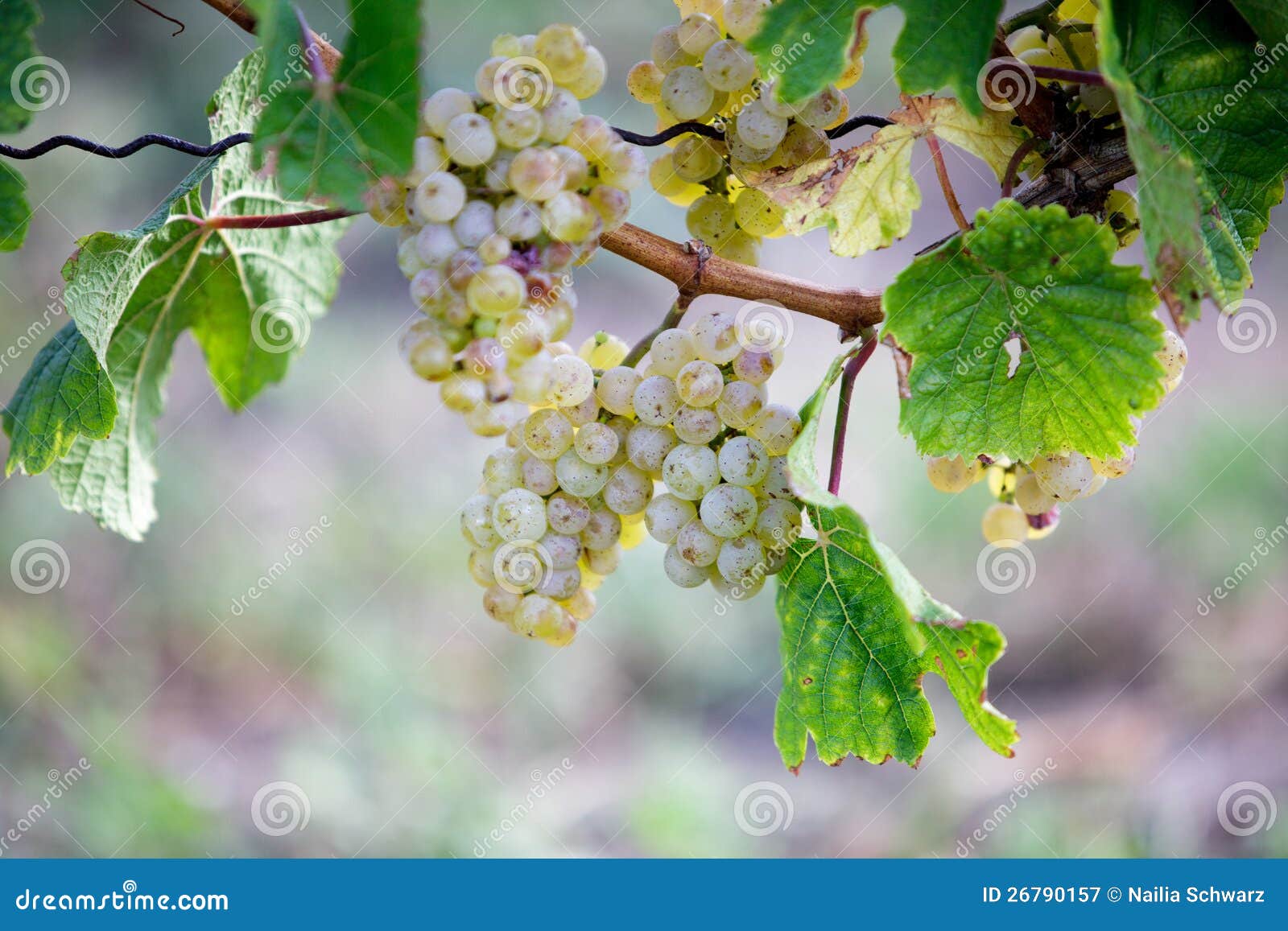 Ripe Grapes stock image. Image of grow, sunny, harvest - 26790157