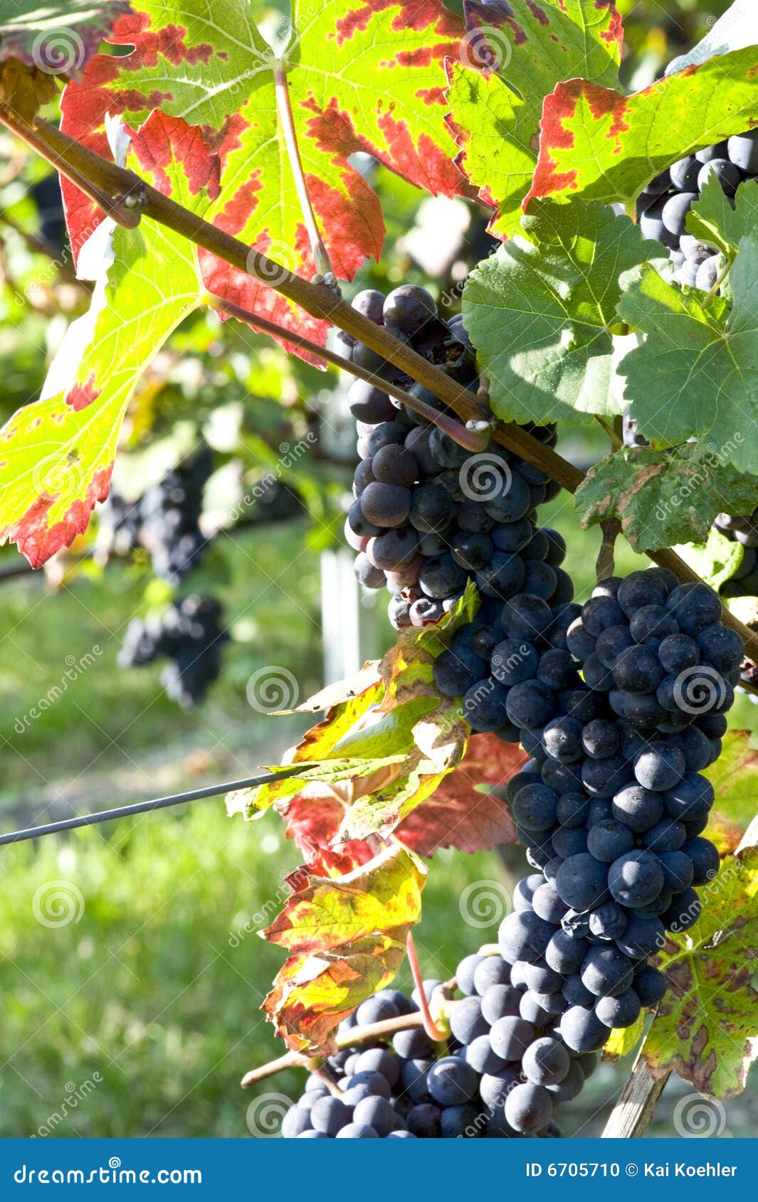 Ripe grapes stock photo. Image of growing, fruit, leaves - 6705710