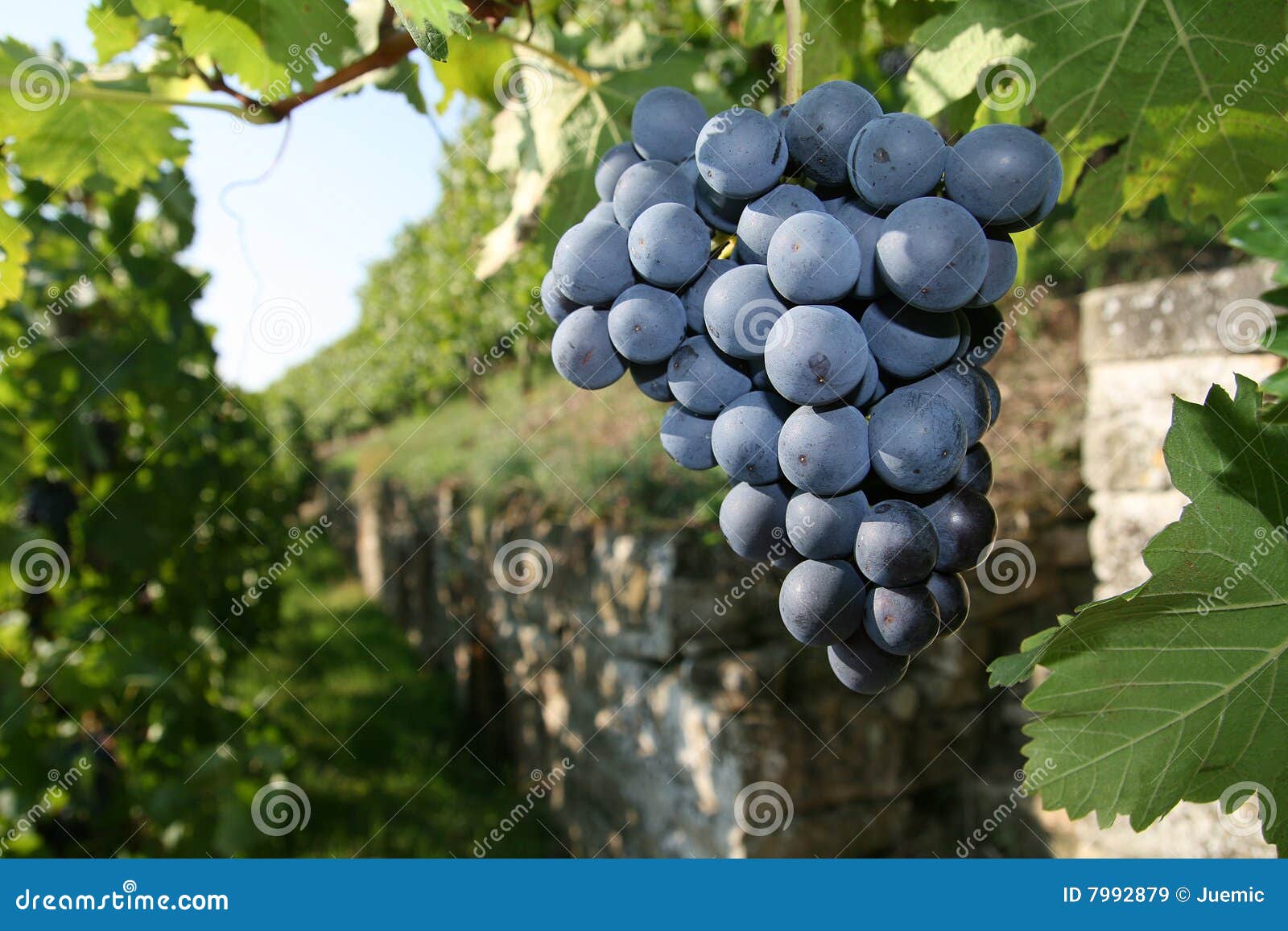 Ripe grapes stock image. Image of vintage, agriculture - 7992879