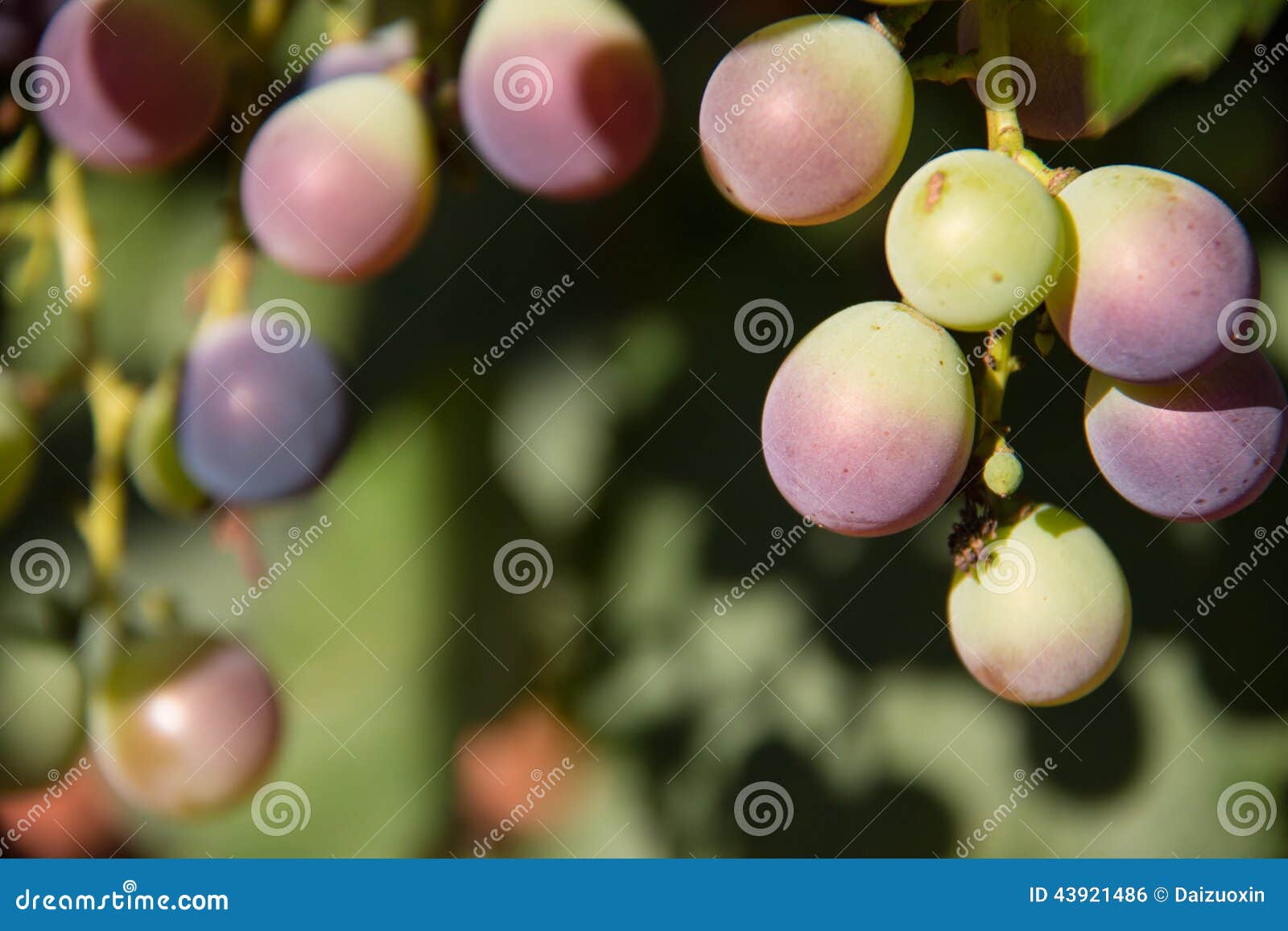 Ripe grapes stock photo. Image of organic, grapes, sweet - 43921486