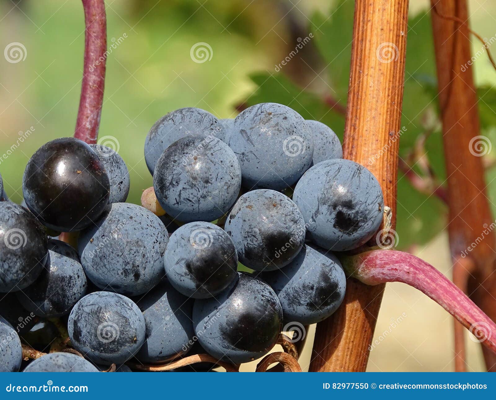Ripe Grapes During Daytime Picture. Image: 82977550