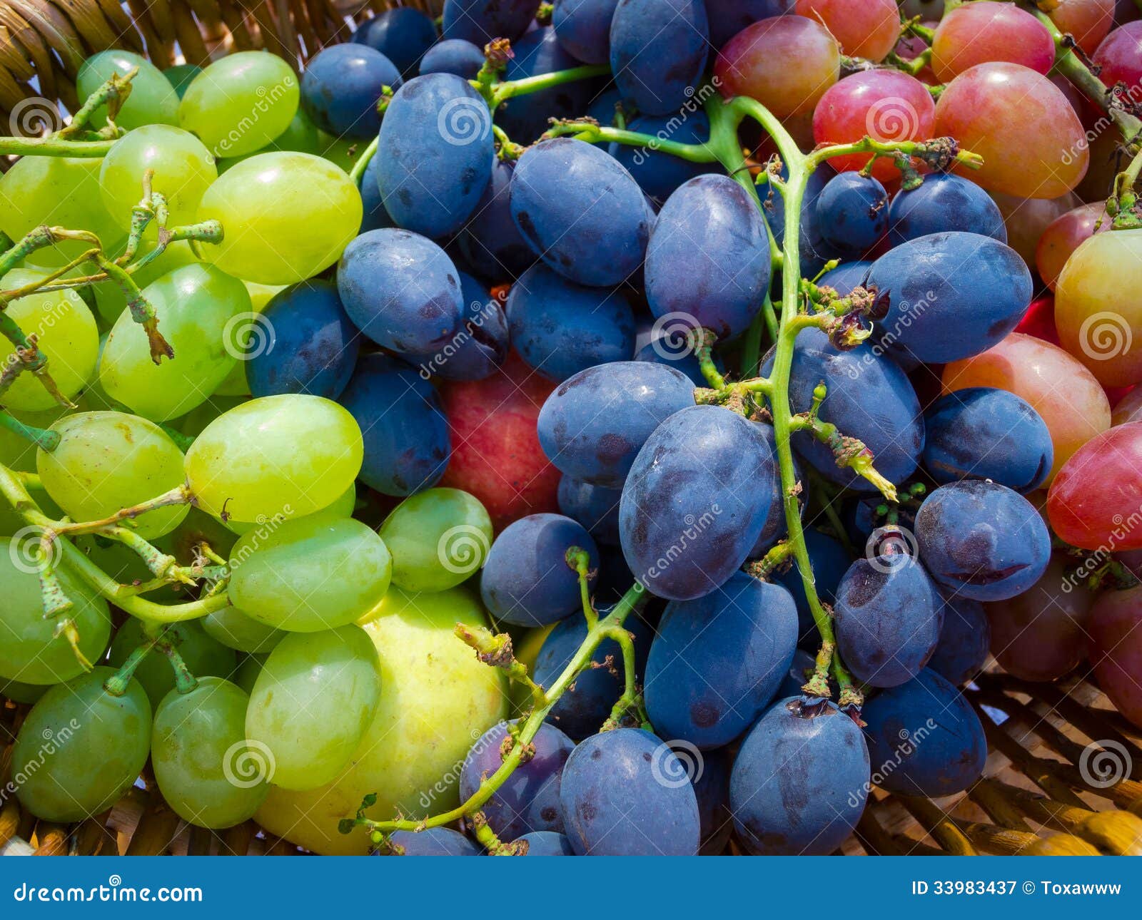 Ripe grapes stock image. Image of organic, winery, fruit - 33983437