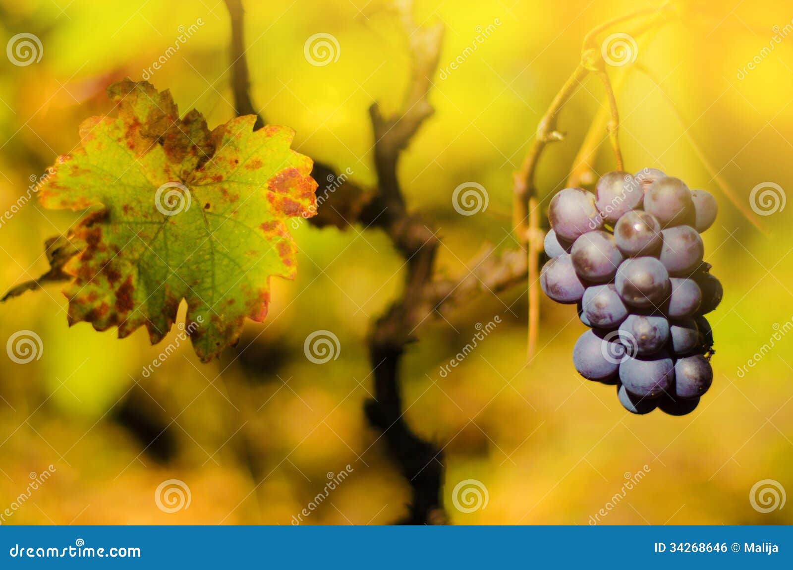 Ripe grapes in fall stock photo. Image of bunch, countryside - 34268646
