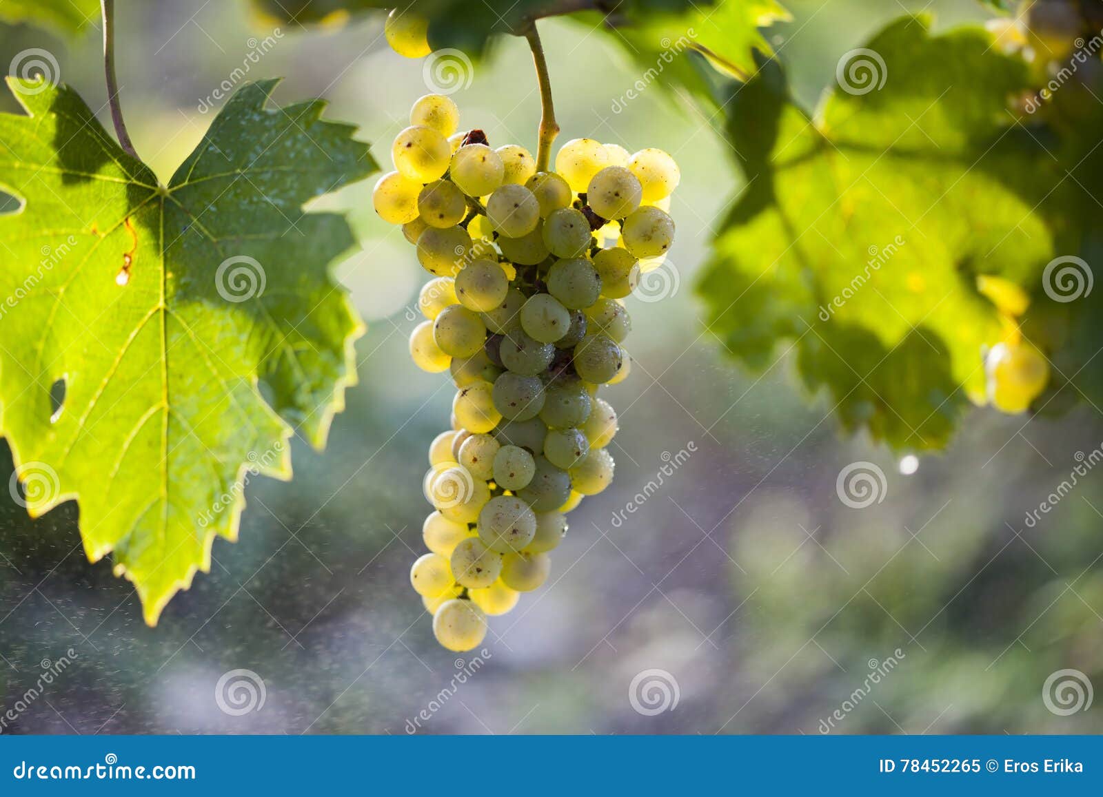 Ripe grapes in fall stock image. Image of countryside - 78452265
