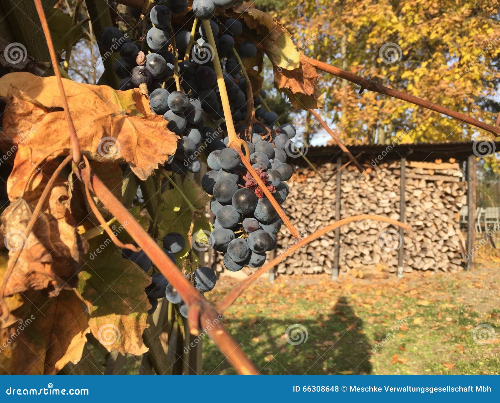 Ripe Grapes Front Pile Wood Stock Photos - Free & Royalty-Free Stock ...