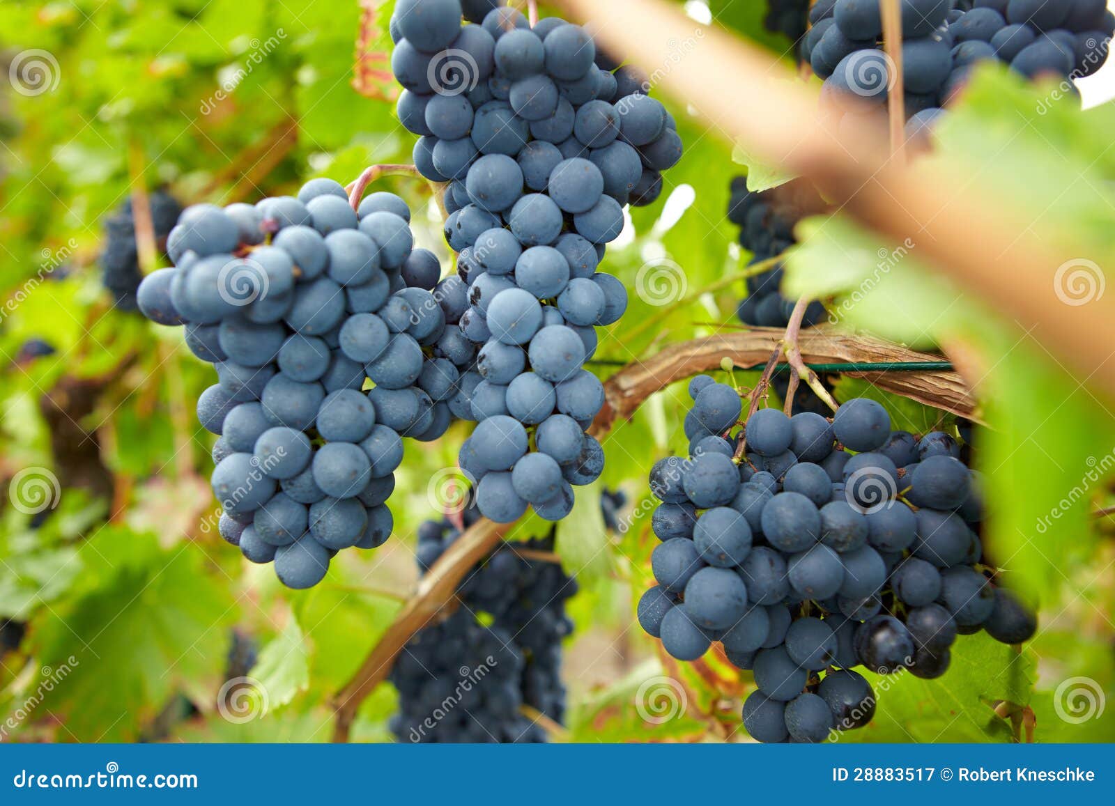 Ripe Grapes in German Vineyard Stock Image - Image of foliage, leaf ...