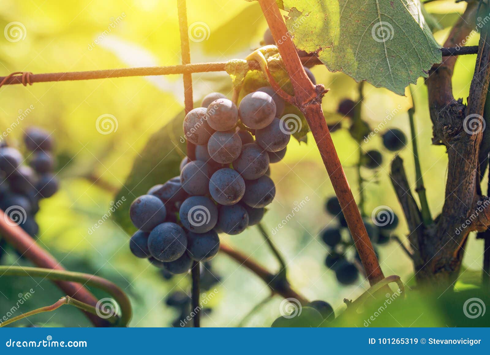 Grapes in grapevine yard stock image. Image of picking - 101265319