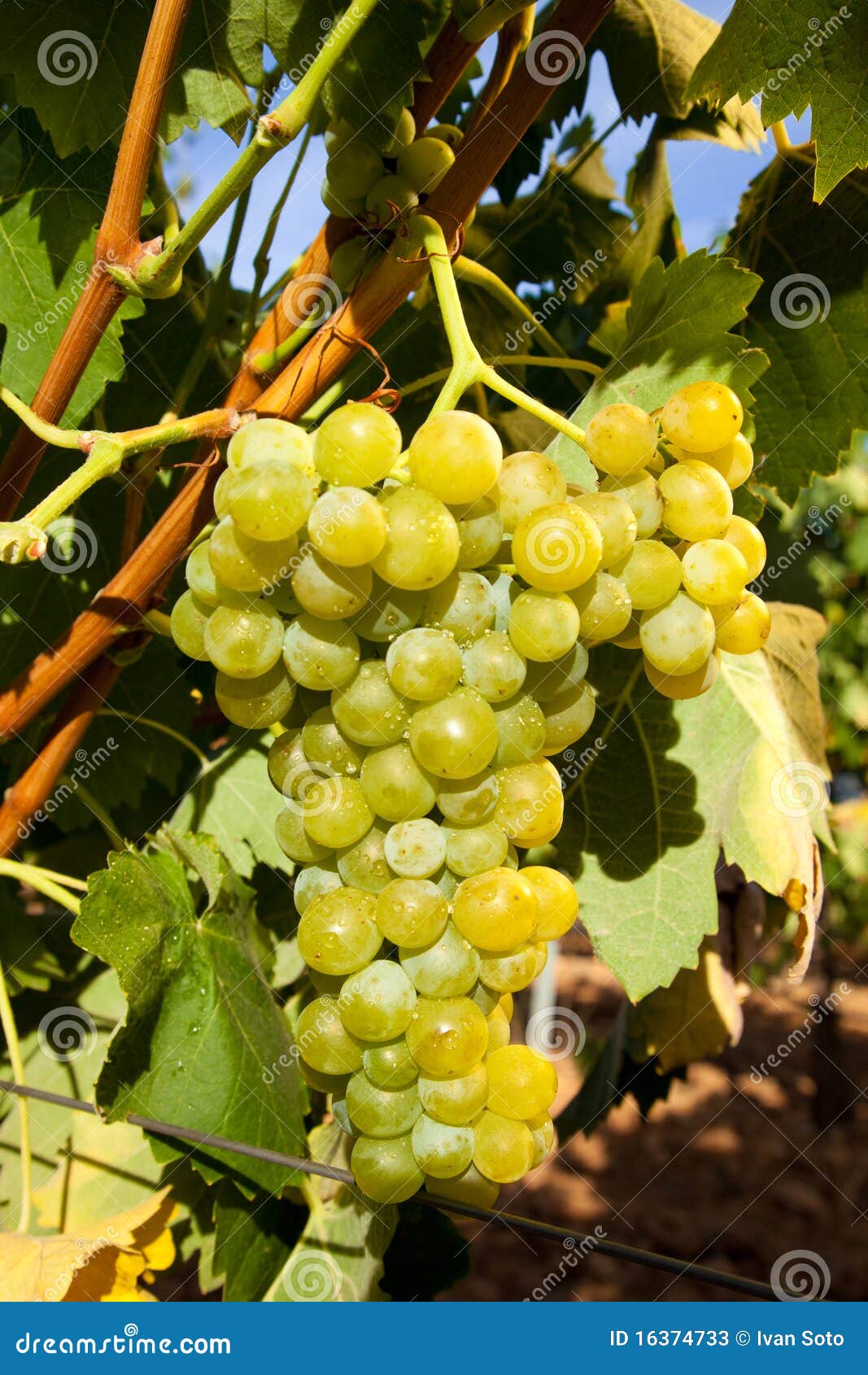 Ripe Grapes Hanging on the Vine Stock Image - Image of grapes, garden ...