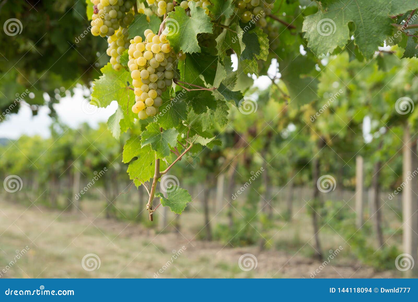Ripe Grapes Ready for Harvest Stock Photo - Image of agriculture, ripe ...