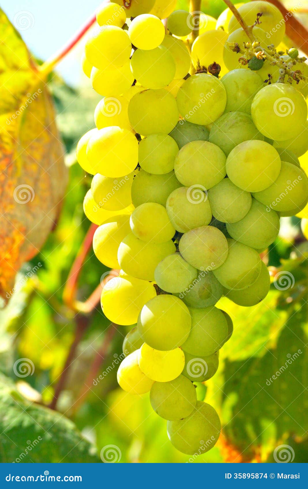 Ripe grapes in the sun stock photo. Image of bright, branch - 35895874