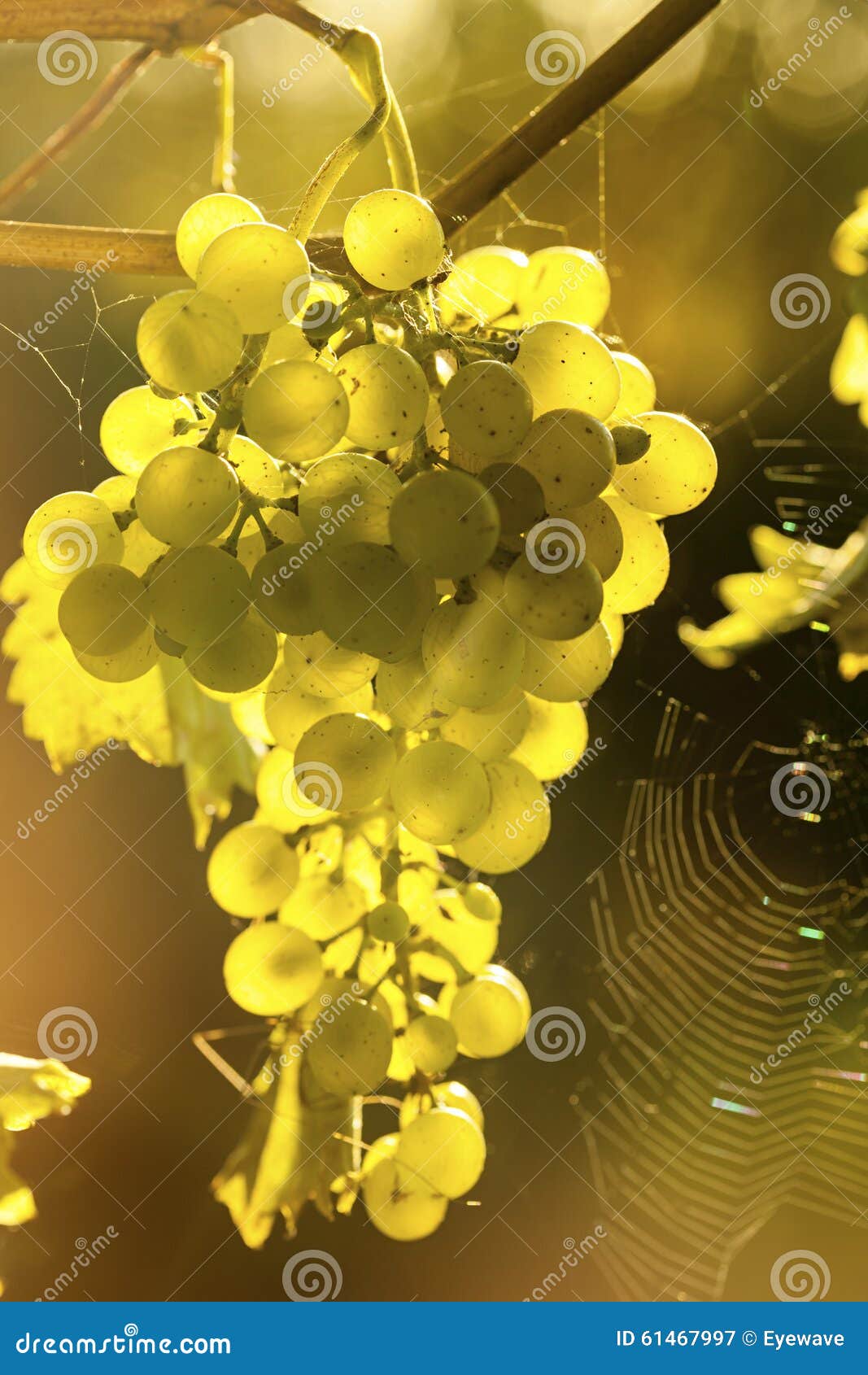 Ripe grapes in sunlight stock image. Image of ripe, food - 61467997