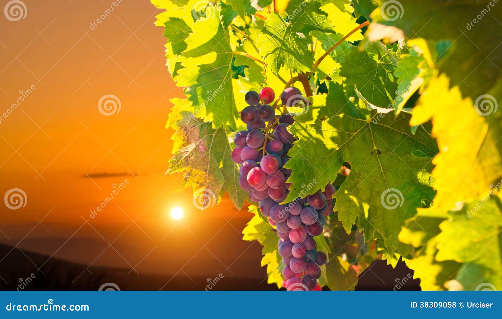 Ripe grapes at sunset stock photo. Image of freshness - 38309058